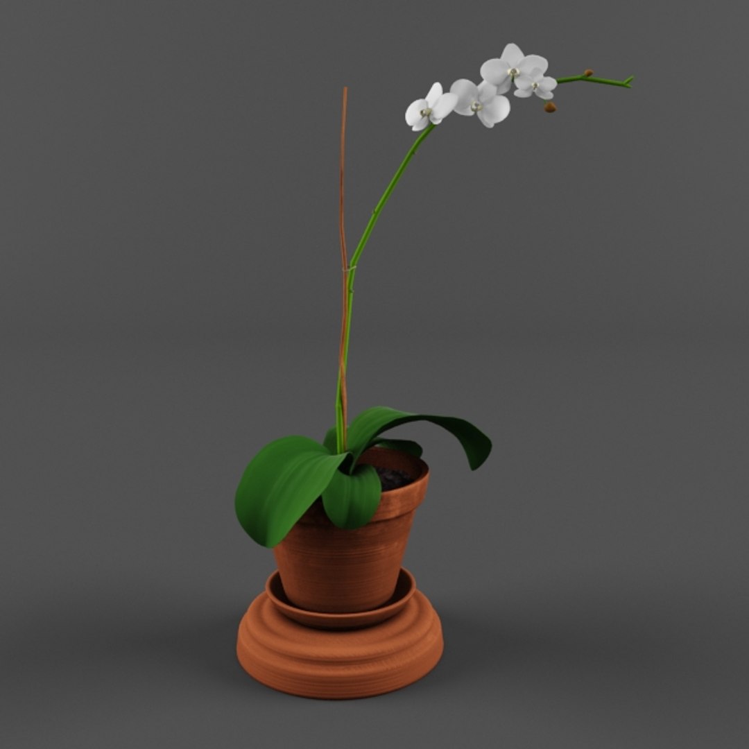 Free Orchid Pot 3d Model