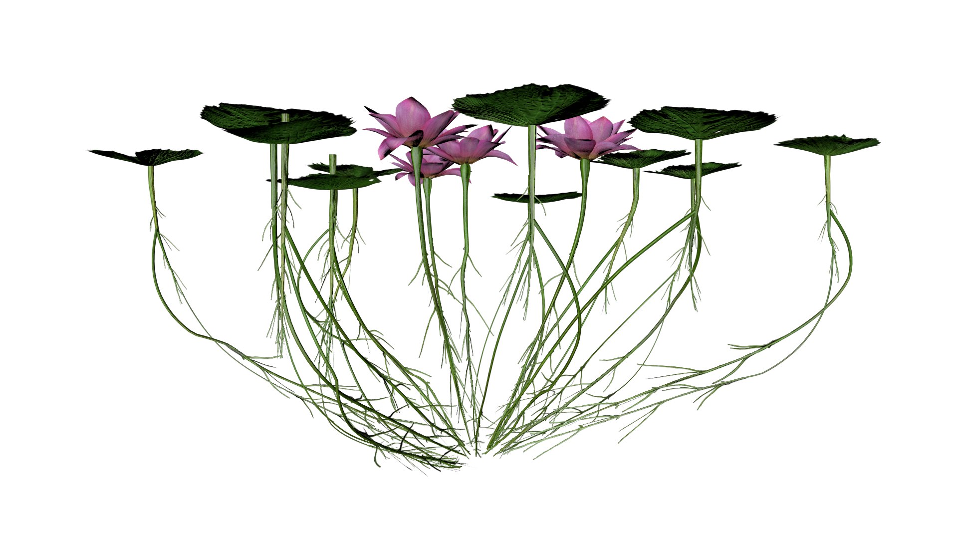 Lotus Flower - 01 - 3D Model - TurboSquid 2371829