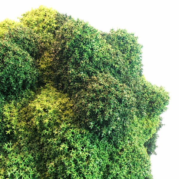 3D Moss Models | TurboSquid