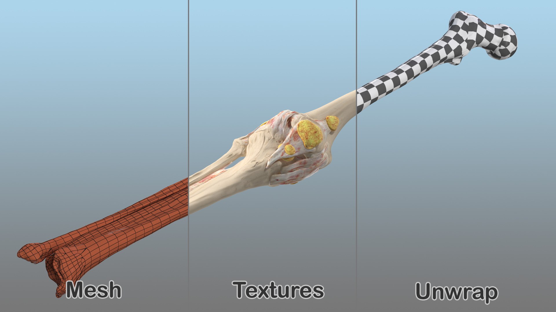 Human Knee Bones 3D Model - TurboSquid 1619037