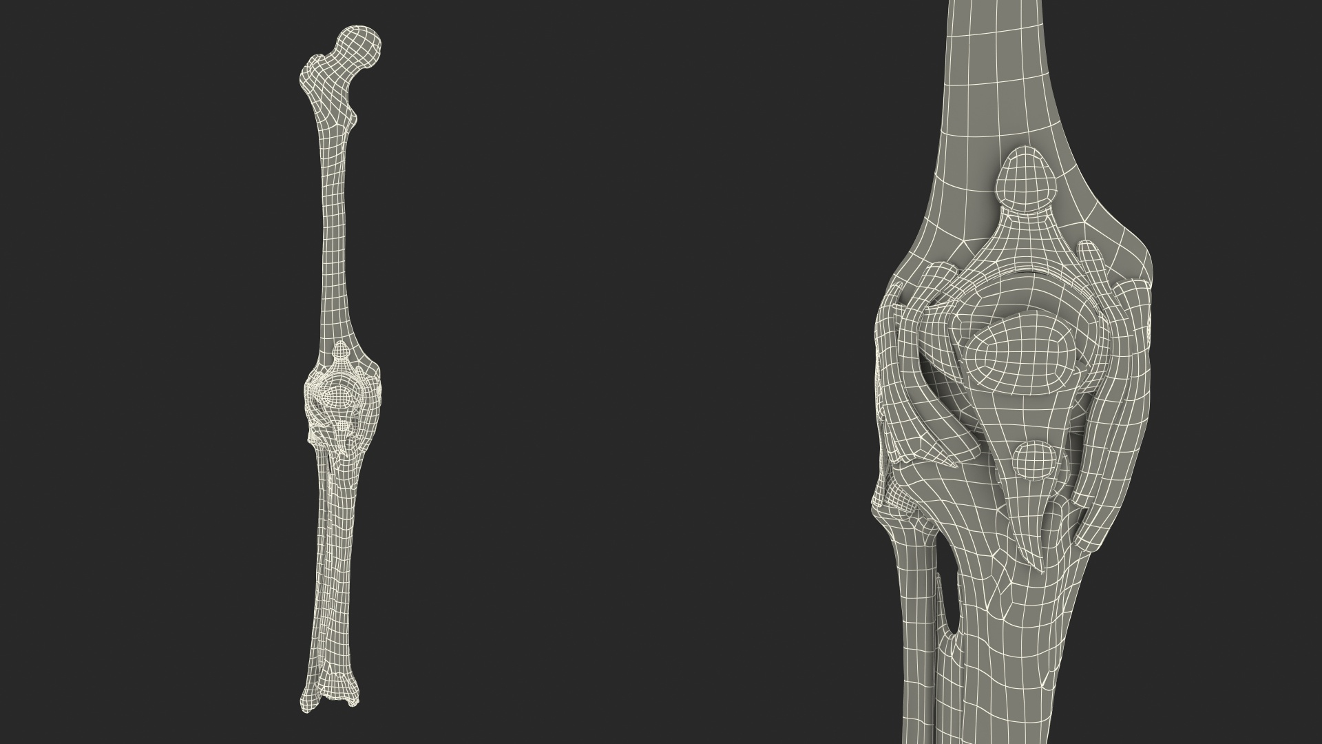 Human Knee Bones 3D Model - TurboSquid 1619037