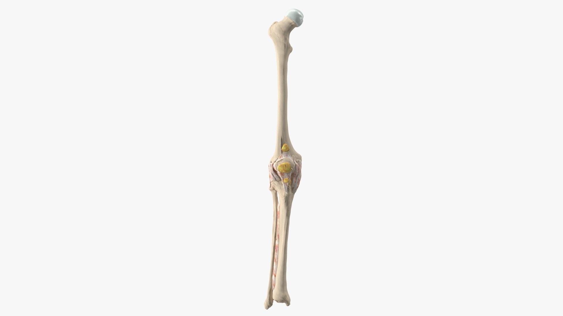 Human knee bones 3D model - TurboSquid 1619037