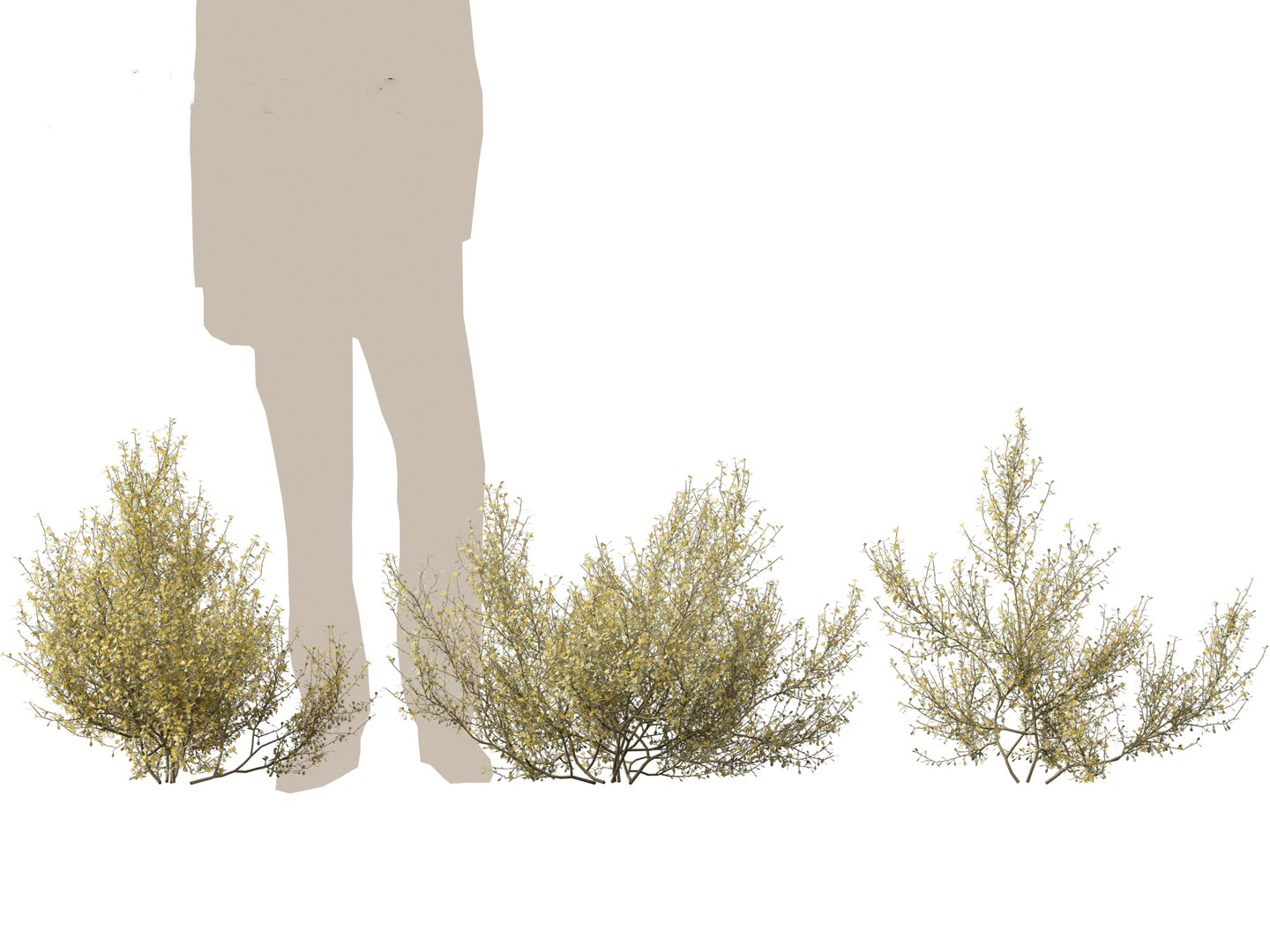 Corokia cotoneaster - Wire-netting bush 3D - TurboSquid 2173856