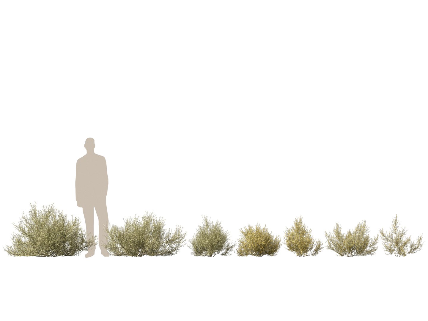 Corokia cotoneaster - Wire-netting bush 3D - TurboSquid 2173856