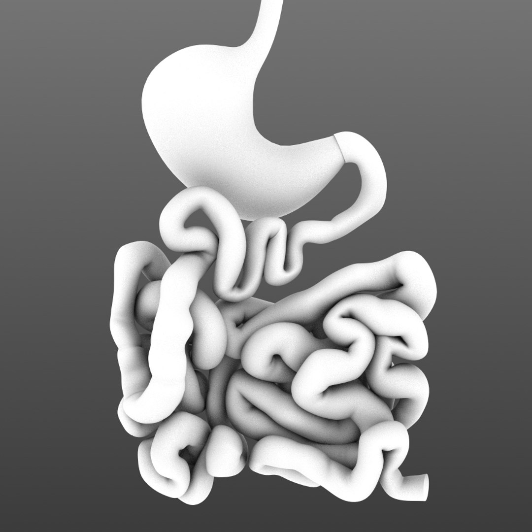 3d Model Realistic Human Stomach Small Intestine