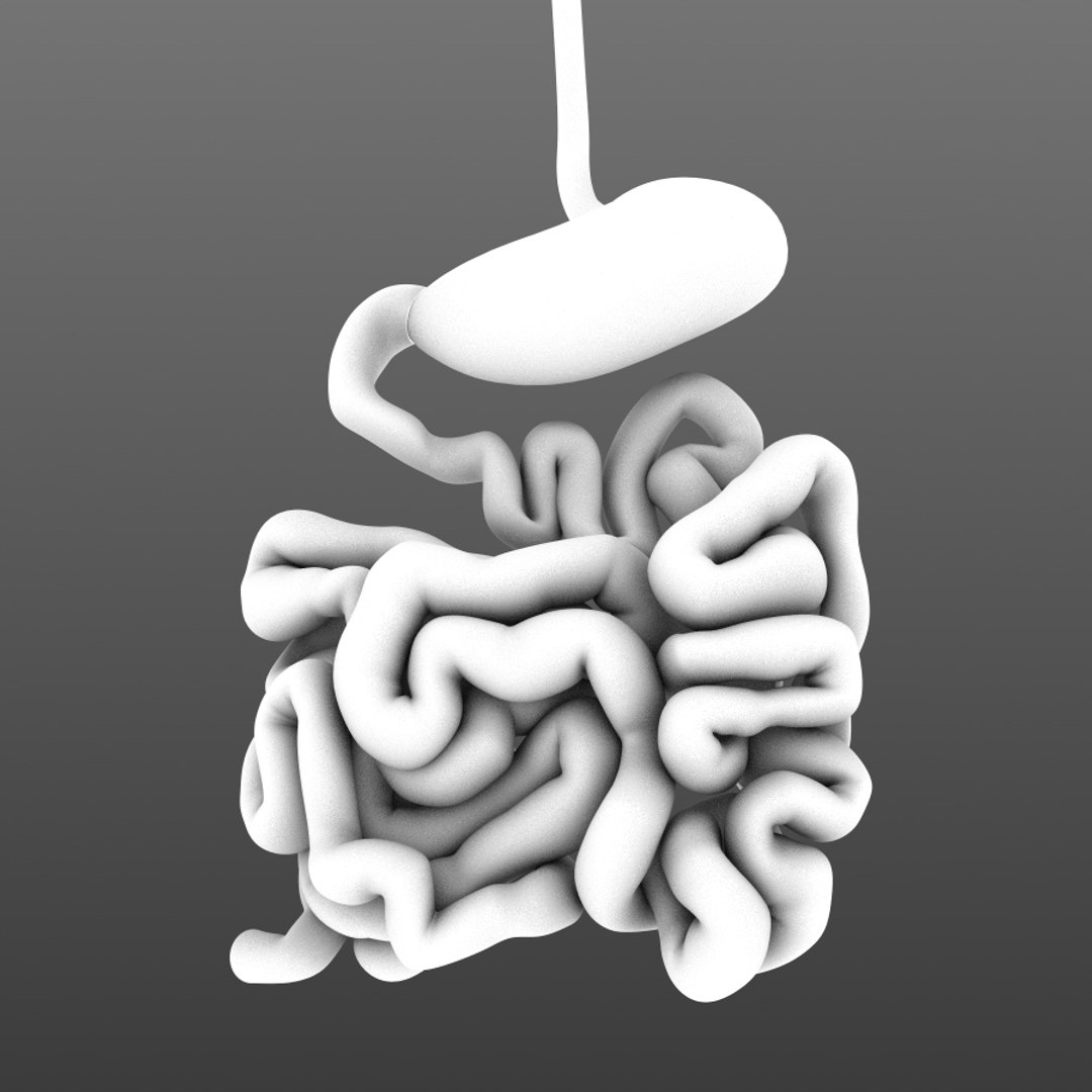 3d Model Realistic Human Stomach Small Intestine