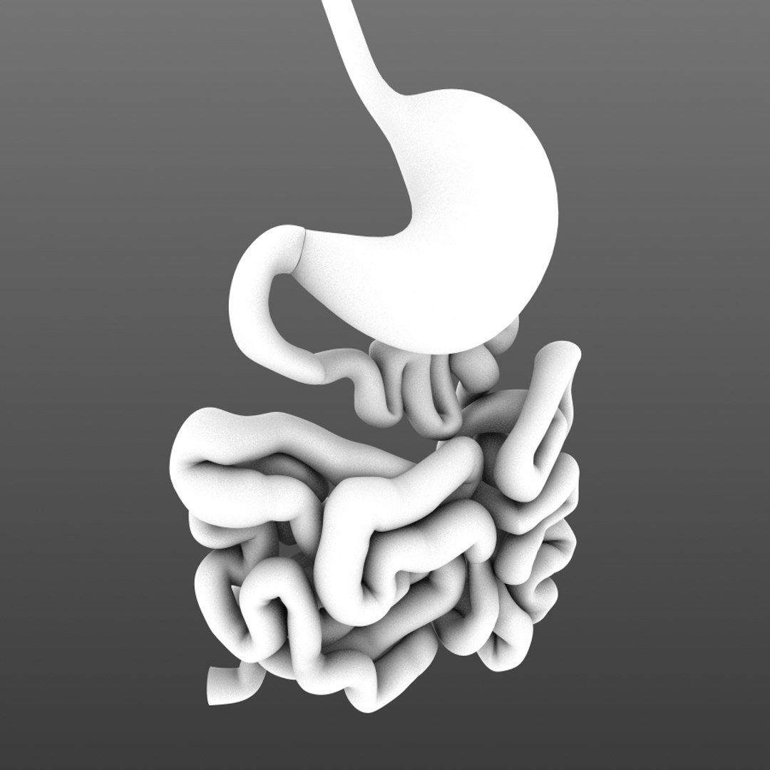 3d Model Realistic Human Stomach Small Intestine