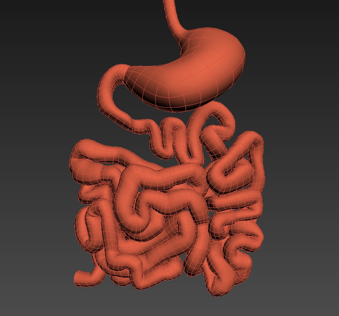 3d Model Realistic Human Stomach Small Intestine