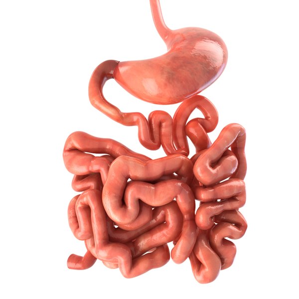 human digestive animation 3d model