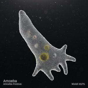 3D Amoeba Models - Browse & Download Formats - TurboSquid