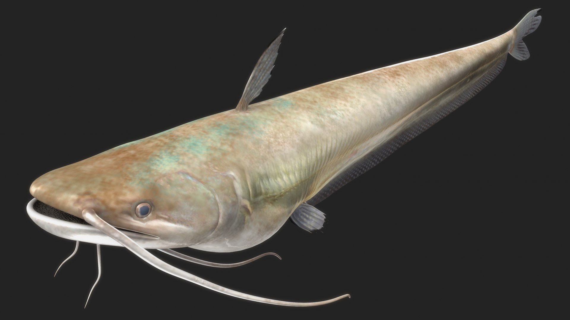 Wallago Catfish Model - TurboSquid 1791663