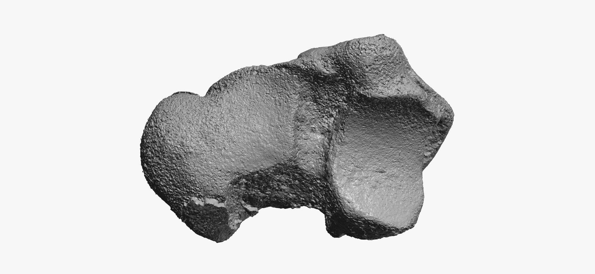 3D Pavian Monkey Male Talus Bone 01 RAW Scan model - TurboSquid 1715476