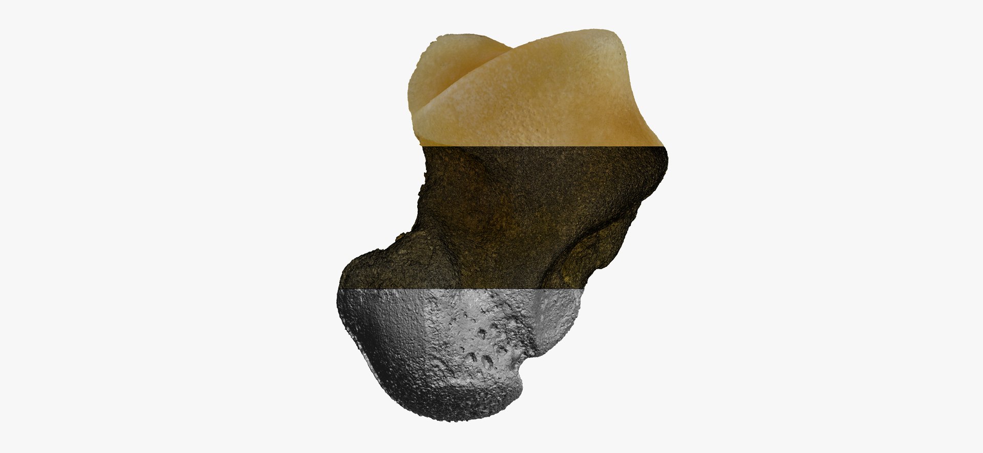 3D Pavian Monkey Male Talus Bone 01 RAW Scan model - TurboSquid 1715476