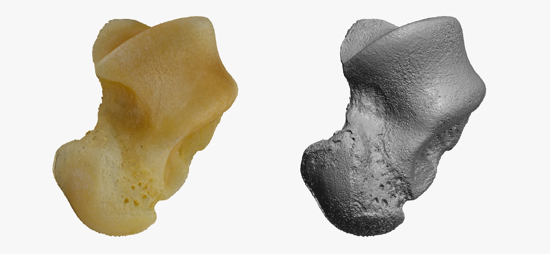 3D Pavian Monkey Male Talus Bone 01 RAW Scan model - TurboSquid 1715476