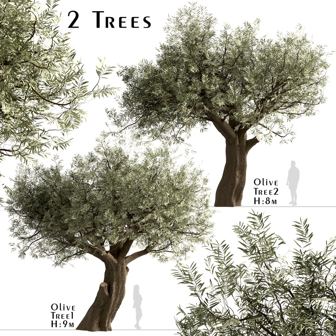3D Set Of Olive Or Olea Europaea Trees - 3 Trees Model - TurboSquid 1996979