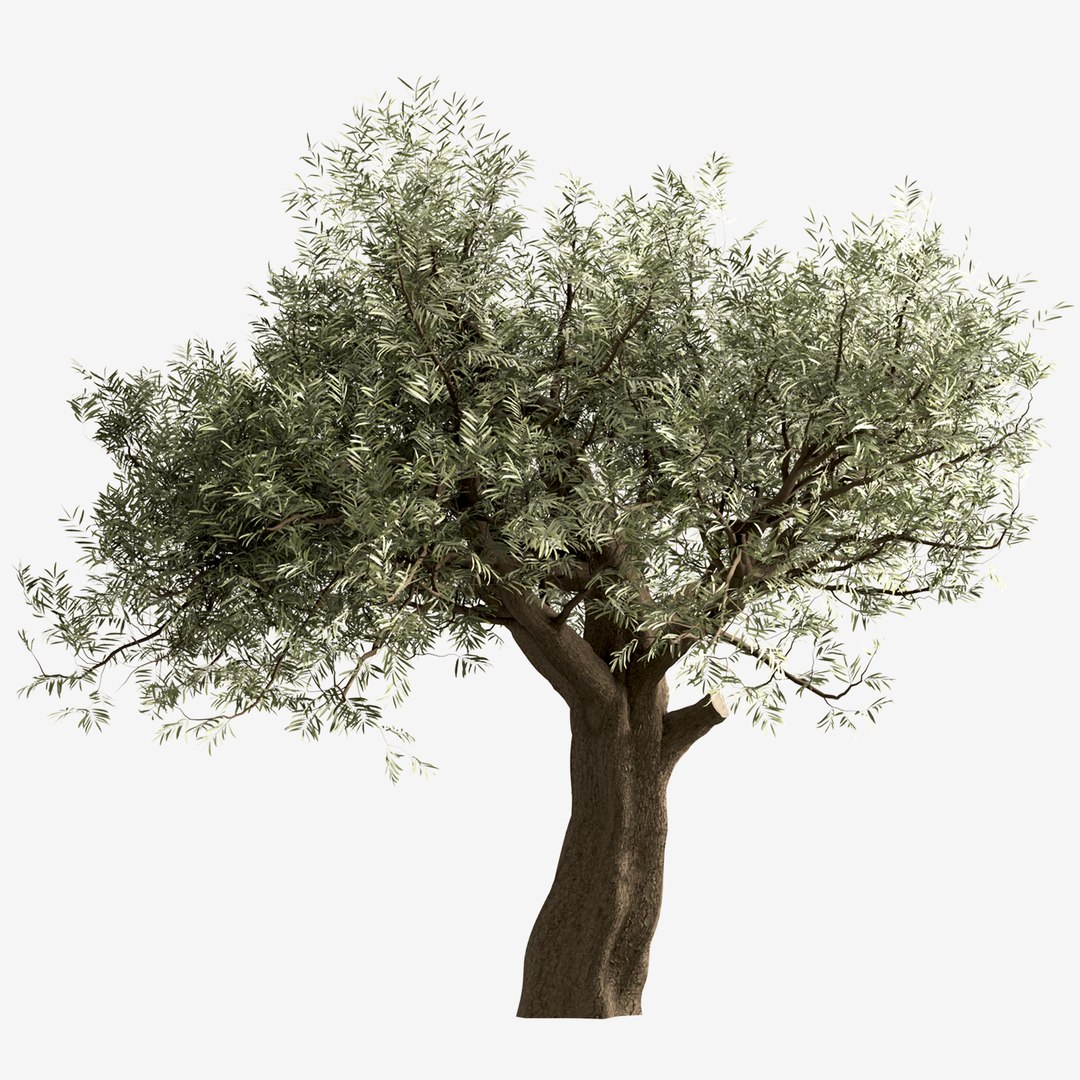 3D Set Of Olive Or Olea Europaea Trees - 3 Trees Model - TurboSquid 1996979