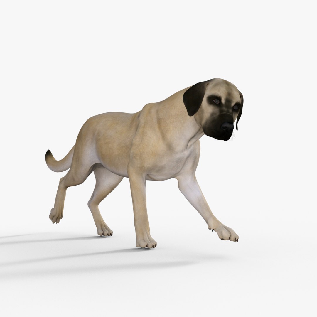 3D Realistic Sheepdog Rigged - TurboSquid 2180159