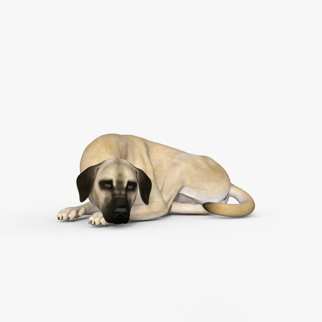 3D Realistic Sheepdog Rigged - TurboSquid 2180159