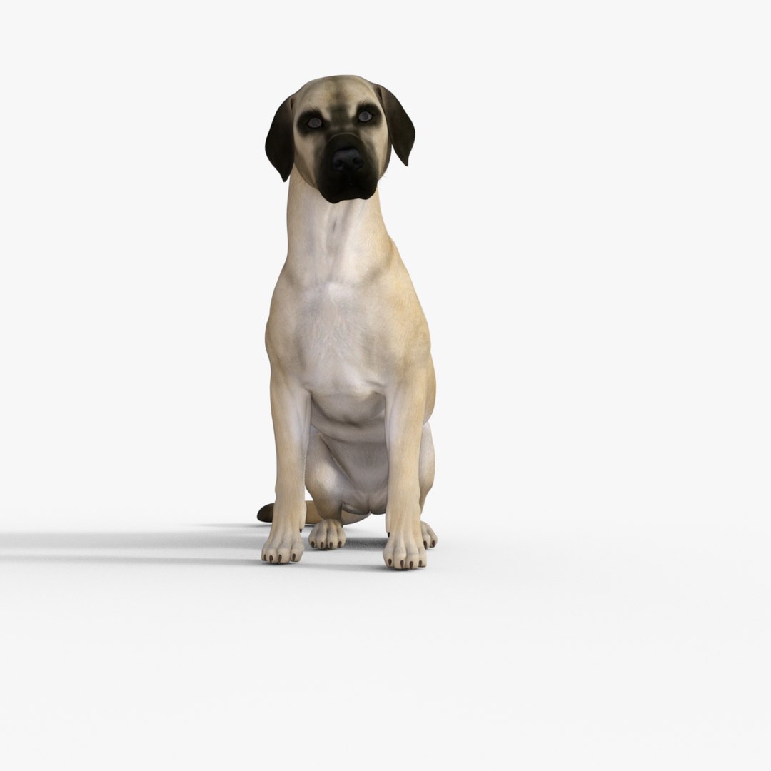 3D Realistic Sheepdog Rigged - TurboSquid 2180159