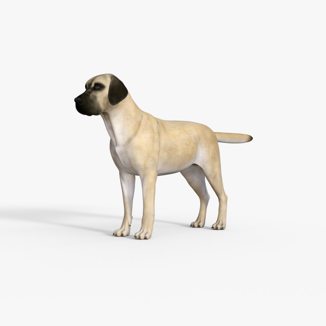 3D Realistic Sheepdog Rigged - TurboSquid 2180159