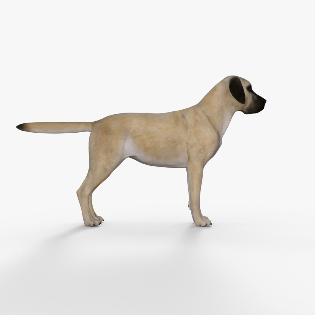 3D Realistic Sheepdog Rigged - TurboSquid 2180159