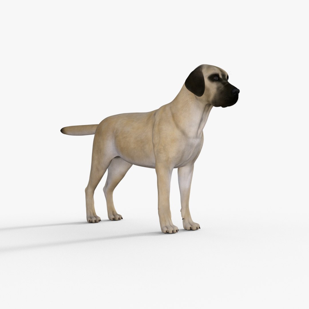 3D Realistic Sheepdog Rigged - TurboSquid 2180159