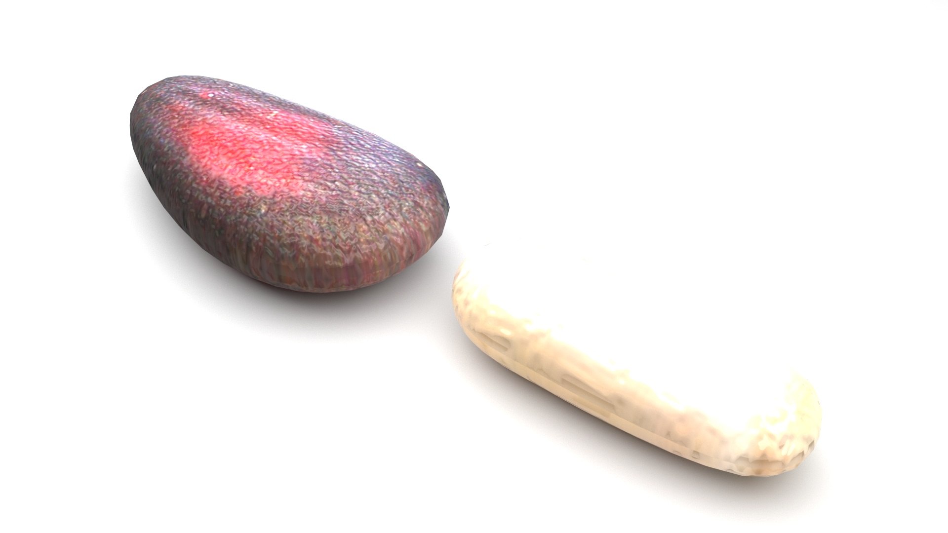 3D Cedar Nuts Model - TurboSquid 1853295