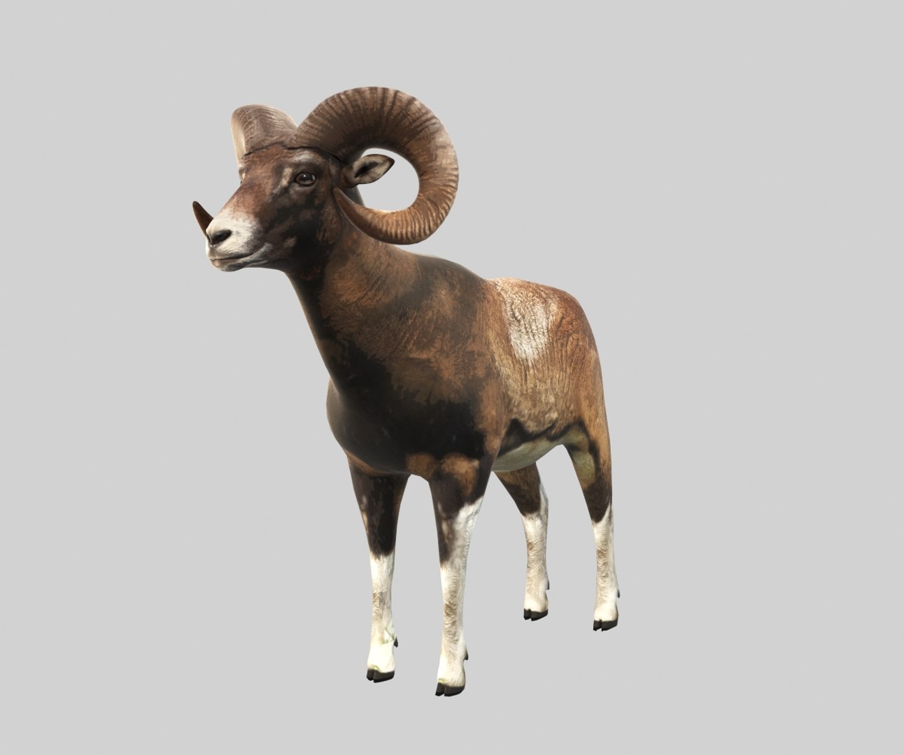 Mouflon Rig 3d Model