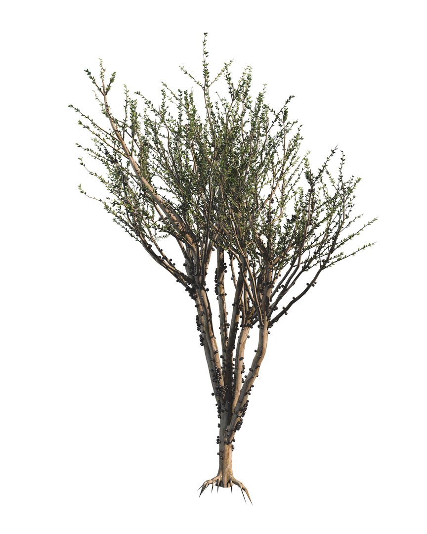 Plinia Cauliflora Tree 3D Model - TurboSquid 1343634