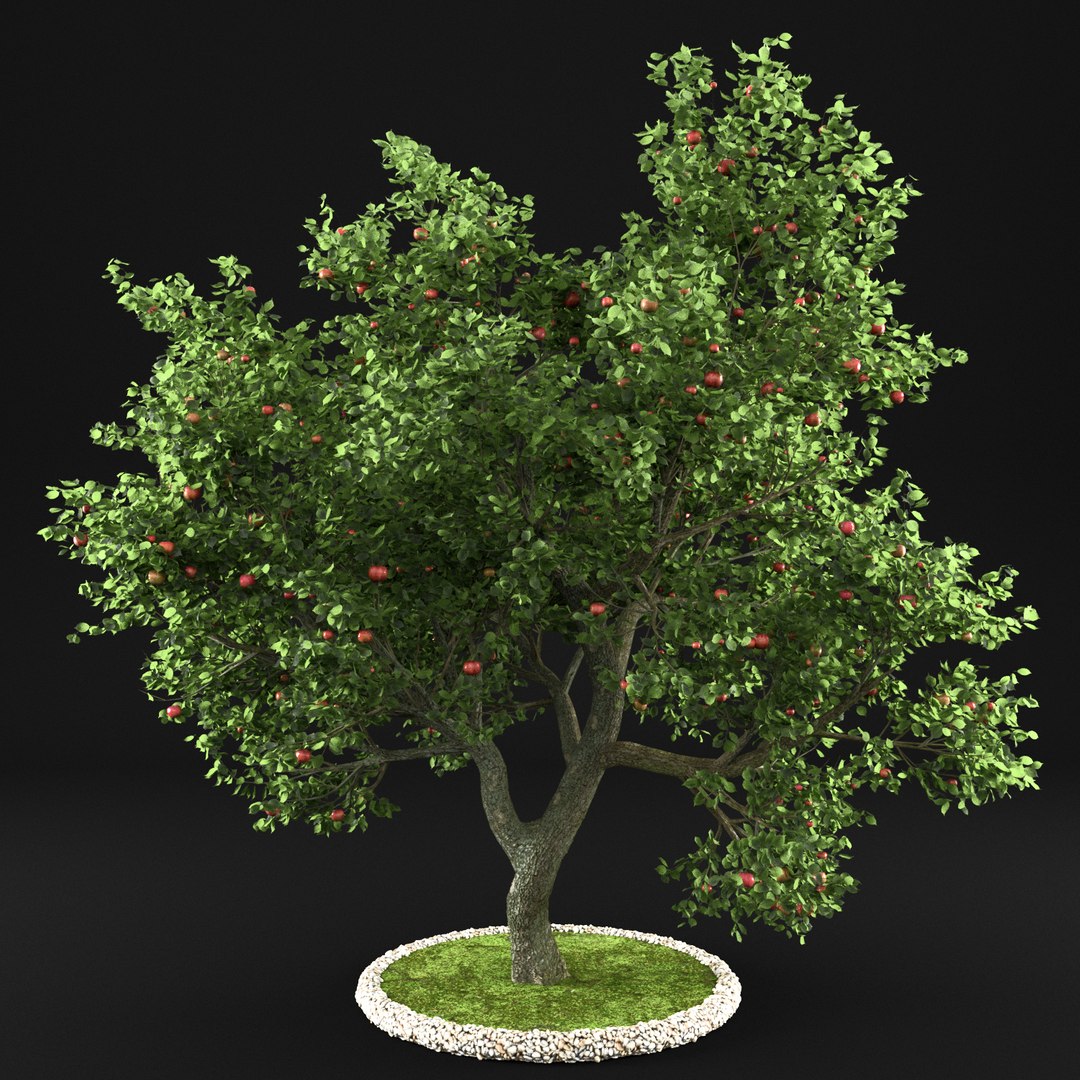 3D apple tree - TurboSquid 1159250