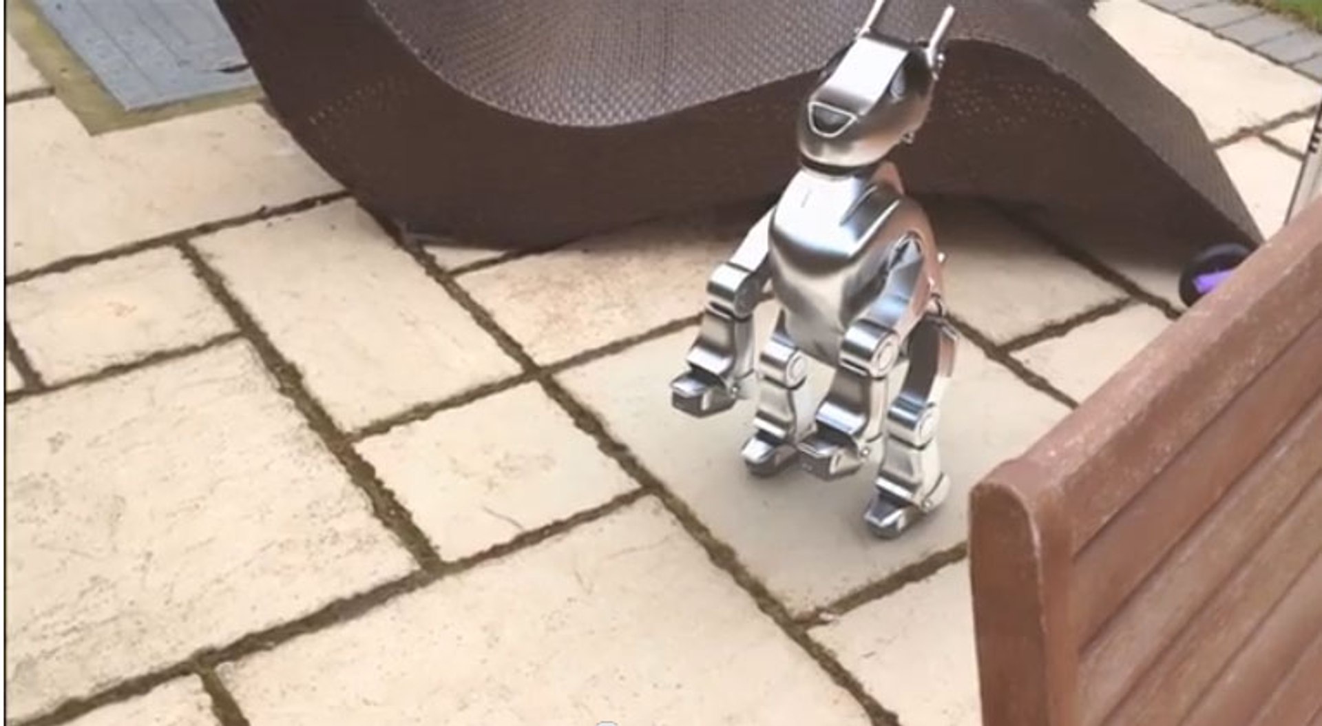Robot Dog