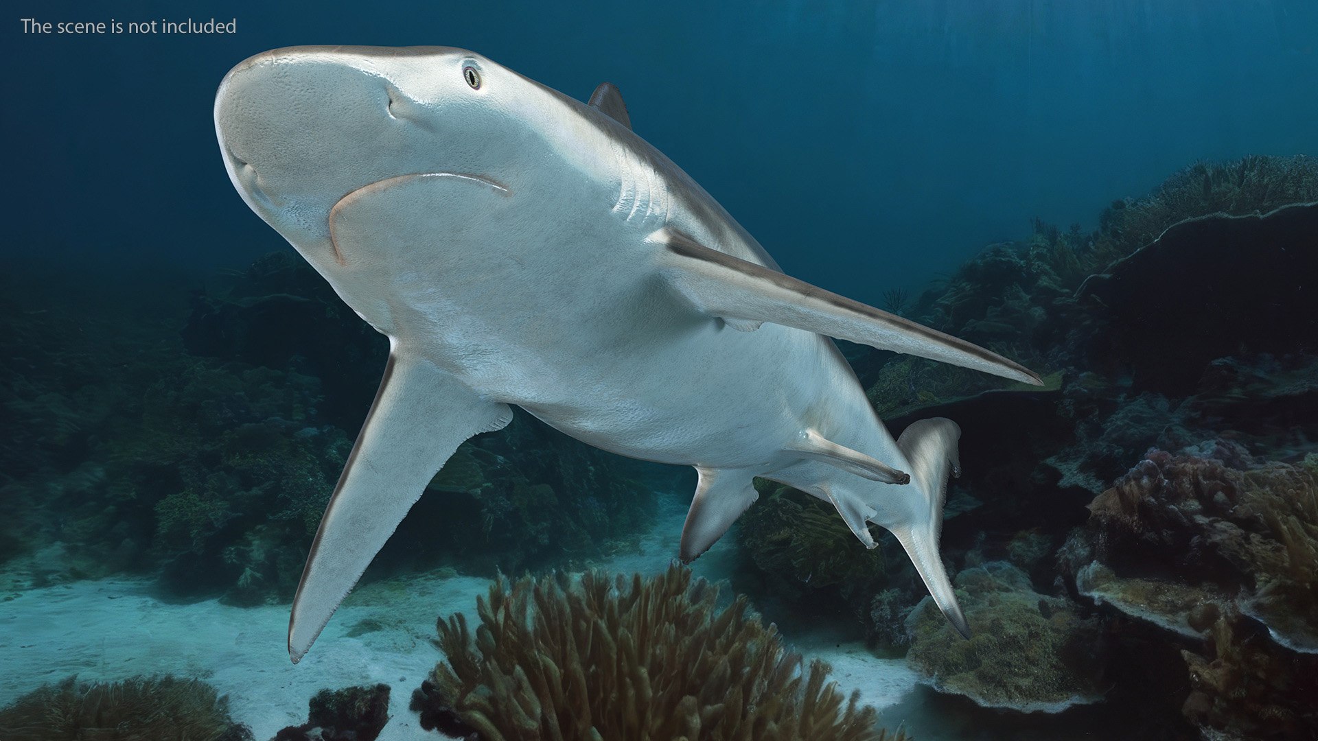 Realistic Smalltail Shark 3D Model - TurboSquid 2246813