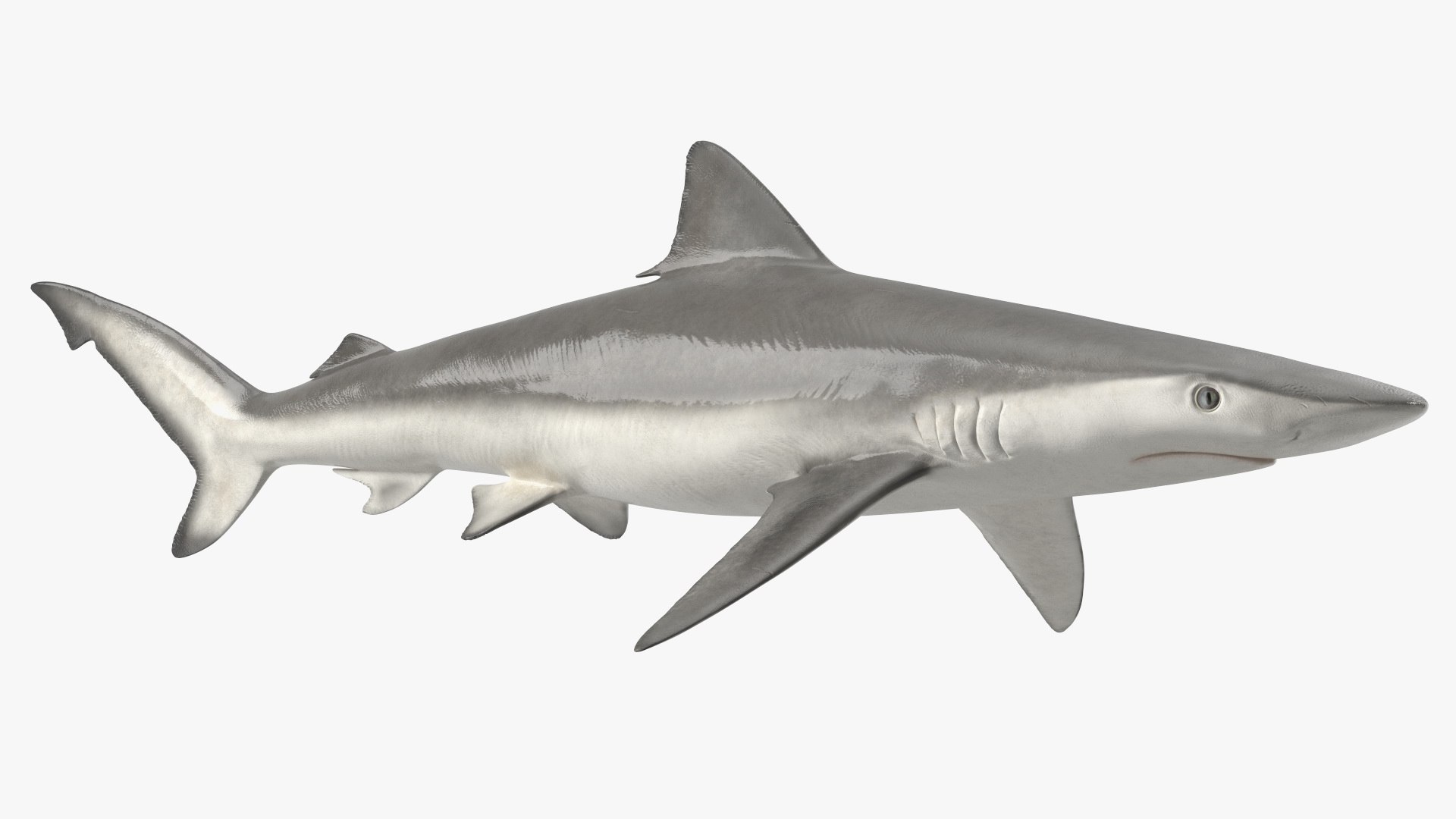 Realistic Smalltail Shark 3D Model - TurboSquid 2246813