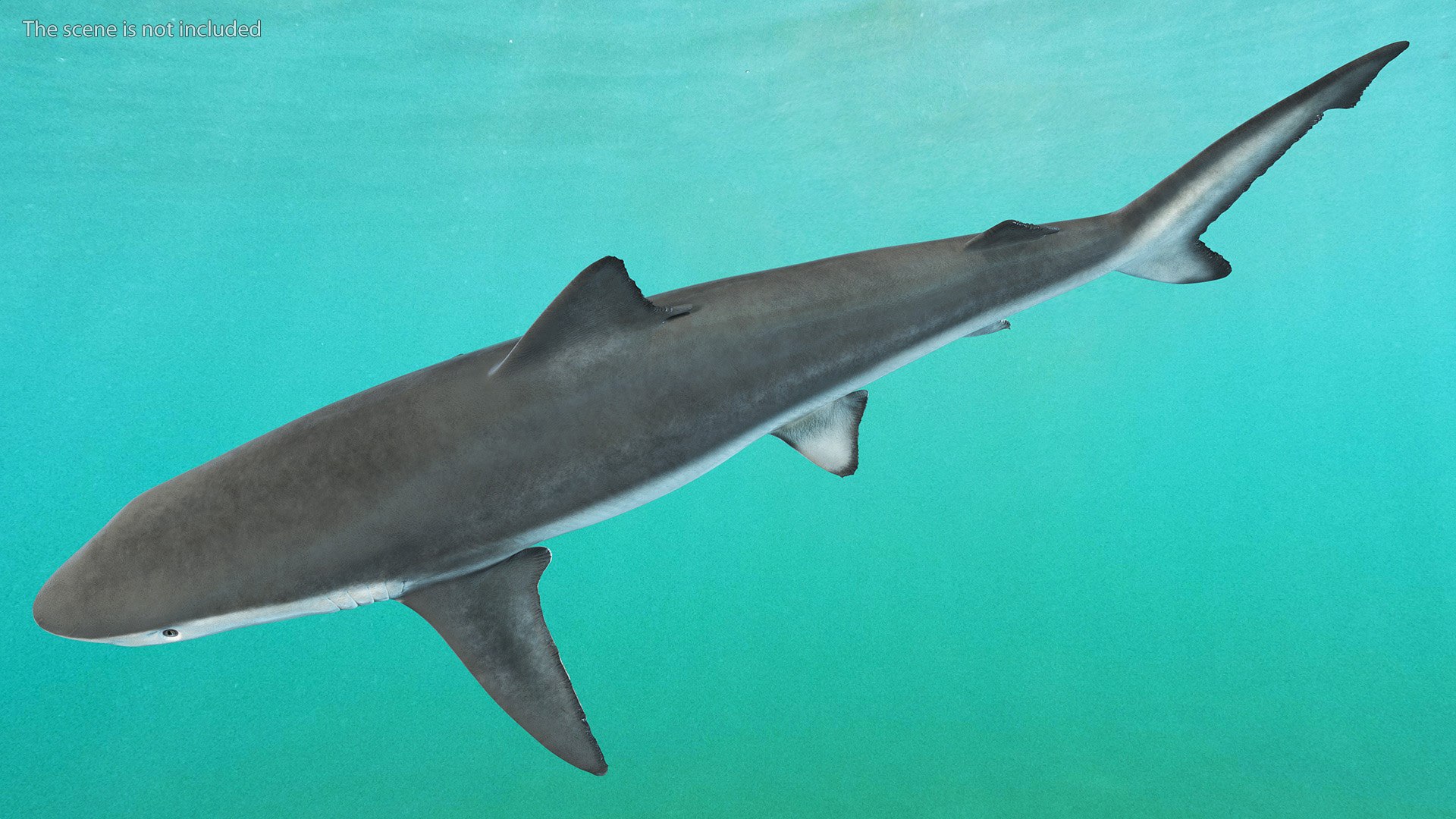 Realistic Smalltail Shark 3D Model - TurboSquid 2246813