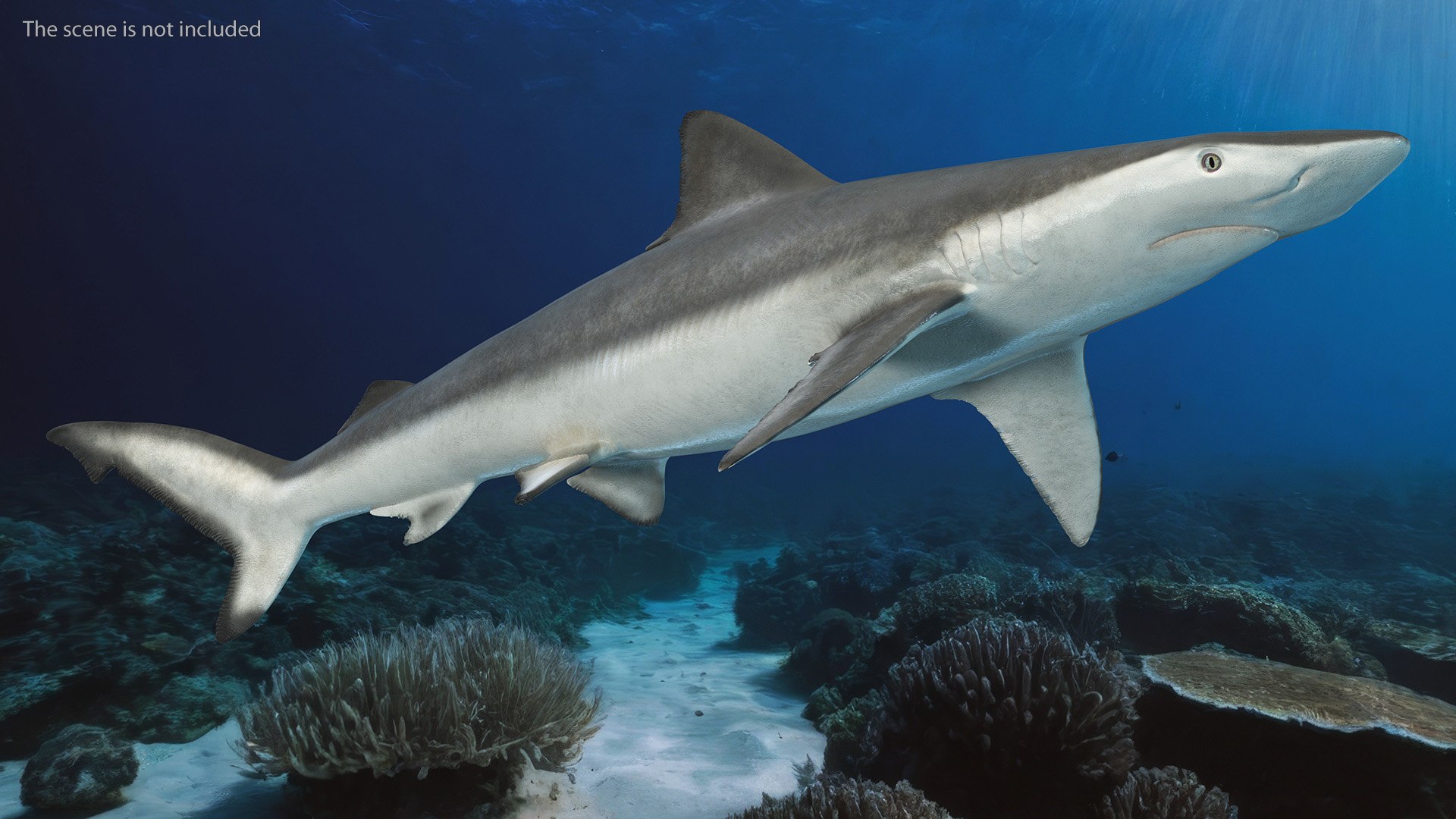 Realistic Smalltail Shark 3D Model - TurboSquid 2246813