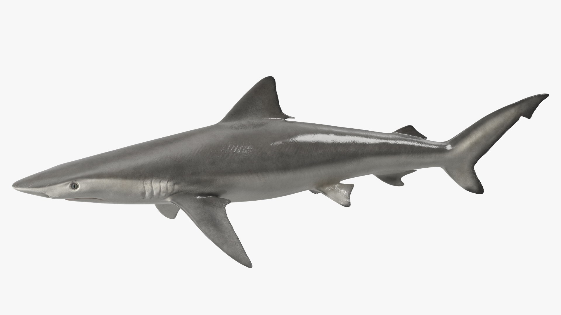 Realistic Smalltail Shark 3D Model - TurboSquid 2246813
