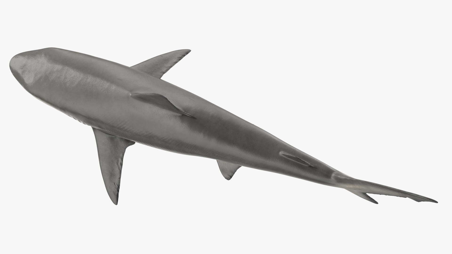 Realistic Smalltail Shark 3D Model - TurboSquid 2246813