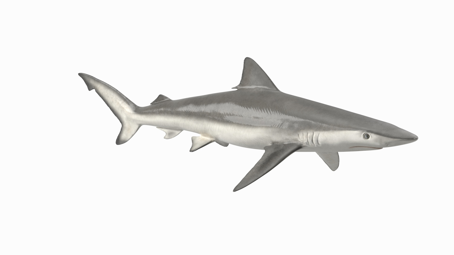 Realistic Smalltail Shark 3D Model - TurboSquid 2246813