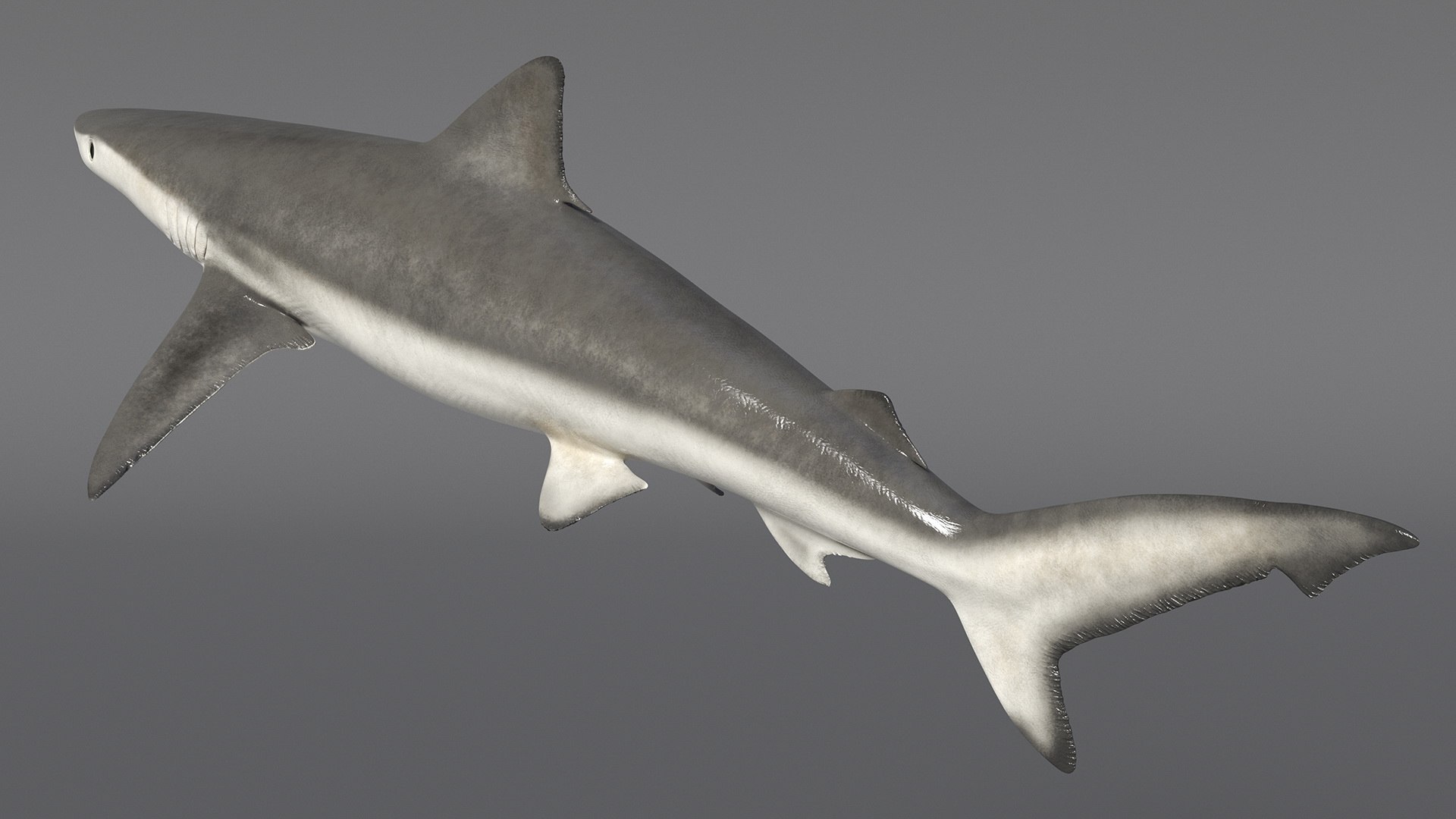 Realistic Smalltail Shark 3D Model - TurboSquid 2246813