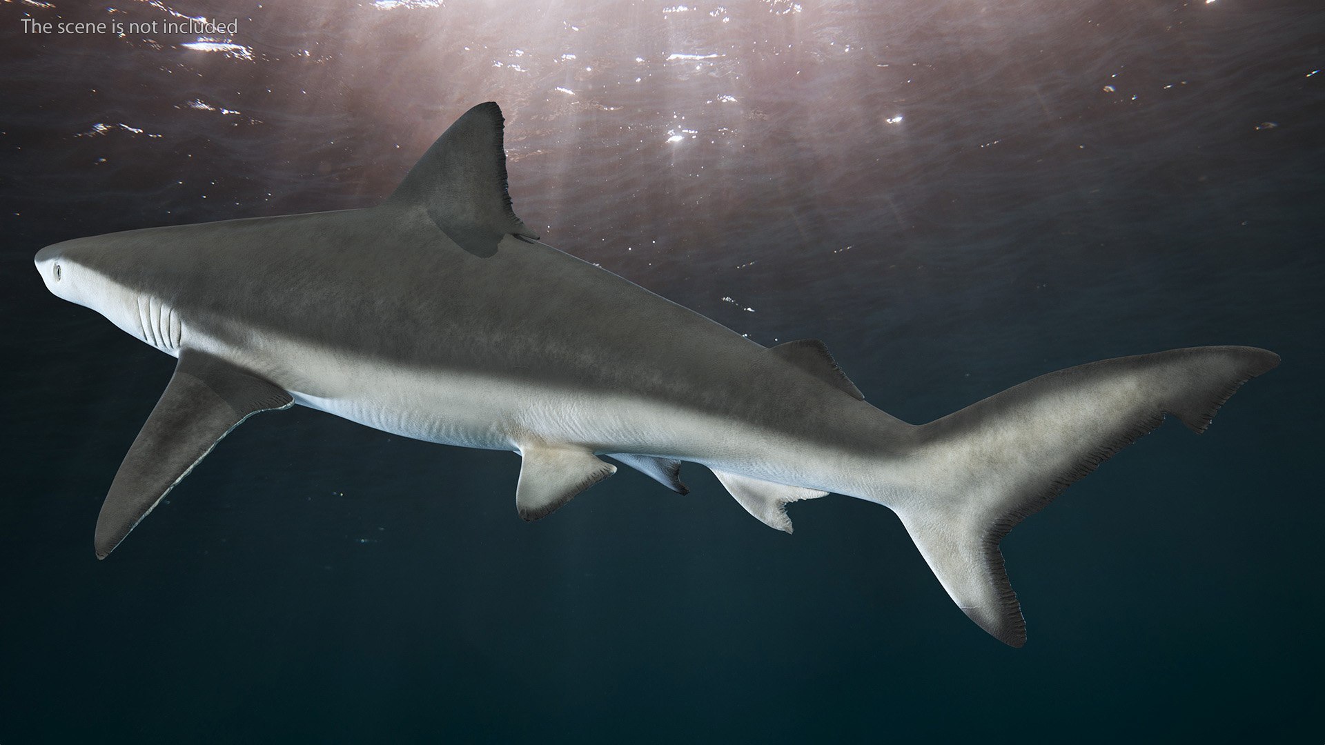 Realistic Smalltail Shark 3D Model - TurboSquid 2246813