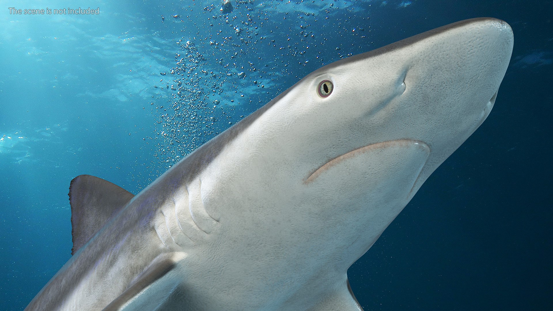 Realistic Smalltail Shark 3D Model - TurboSquid 2246813