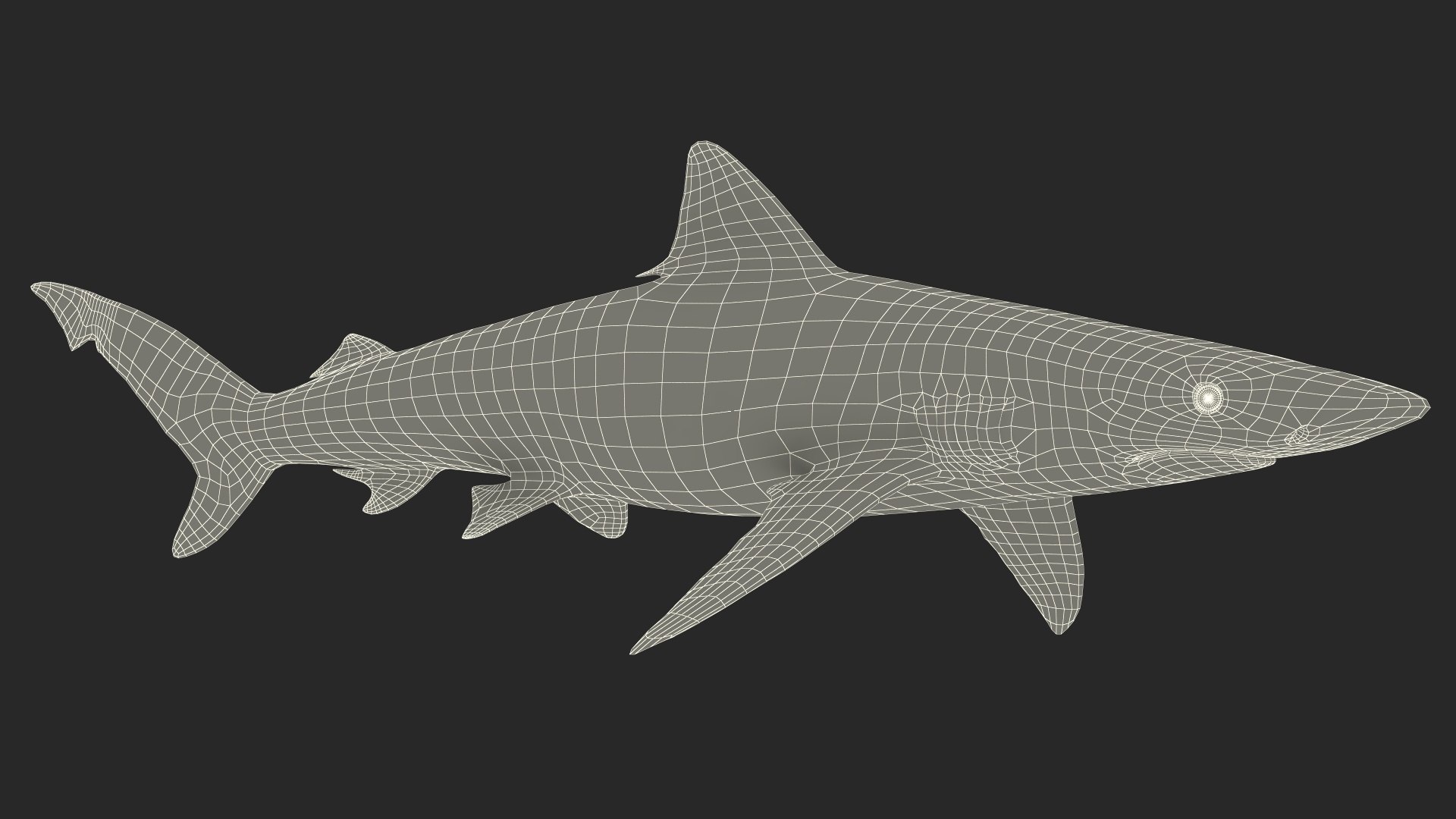 Realistic Smalltail Shark 3D Model - TurboSquid 2246813