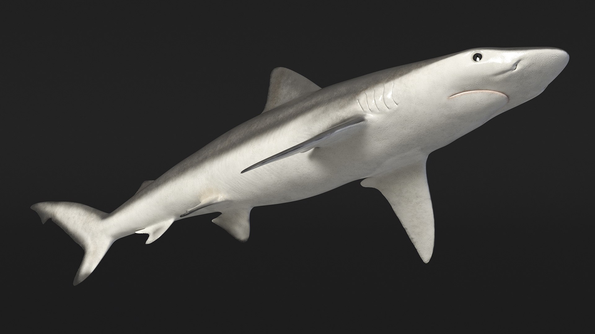 Realistic Smalltail Shark 3D Model - TurboSquid 2246813