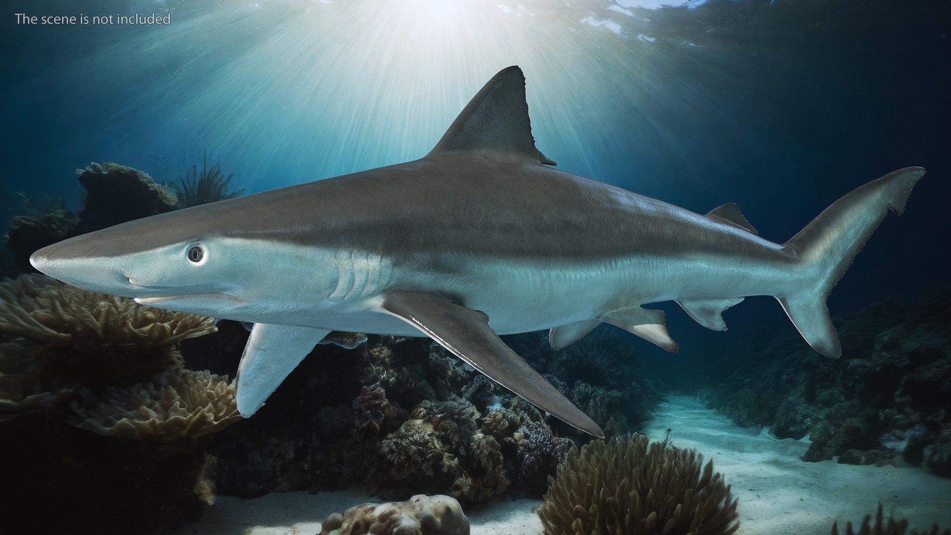 Realistic Smalltail Shark 3D Model - TurboSquid 2246813