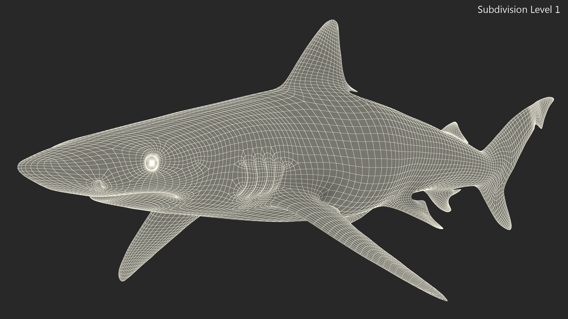 Realistic Smalltail Shark 3D Model - TurboSquid 2246813
