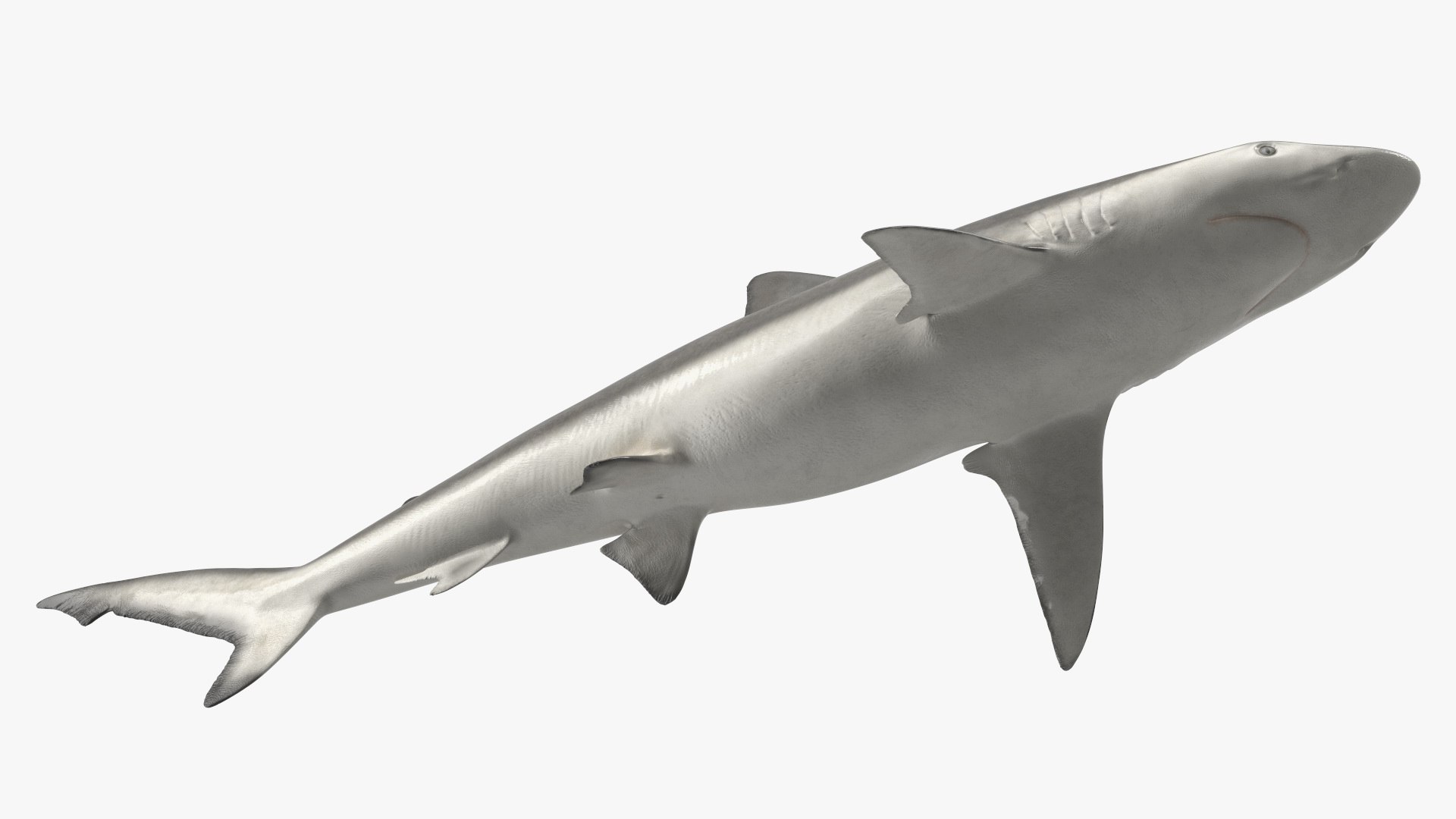 Realistic Smalltail Shark 3D Model - TurboSquid 2246813