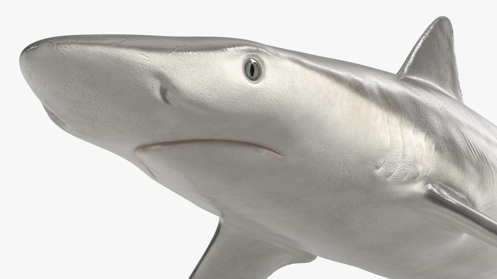 Realistic Smalltail Shark 3D Model - TurboSquid 2246813
