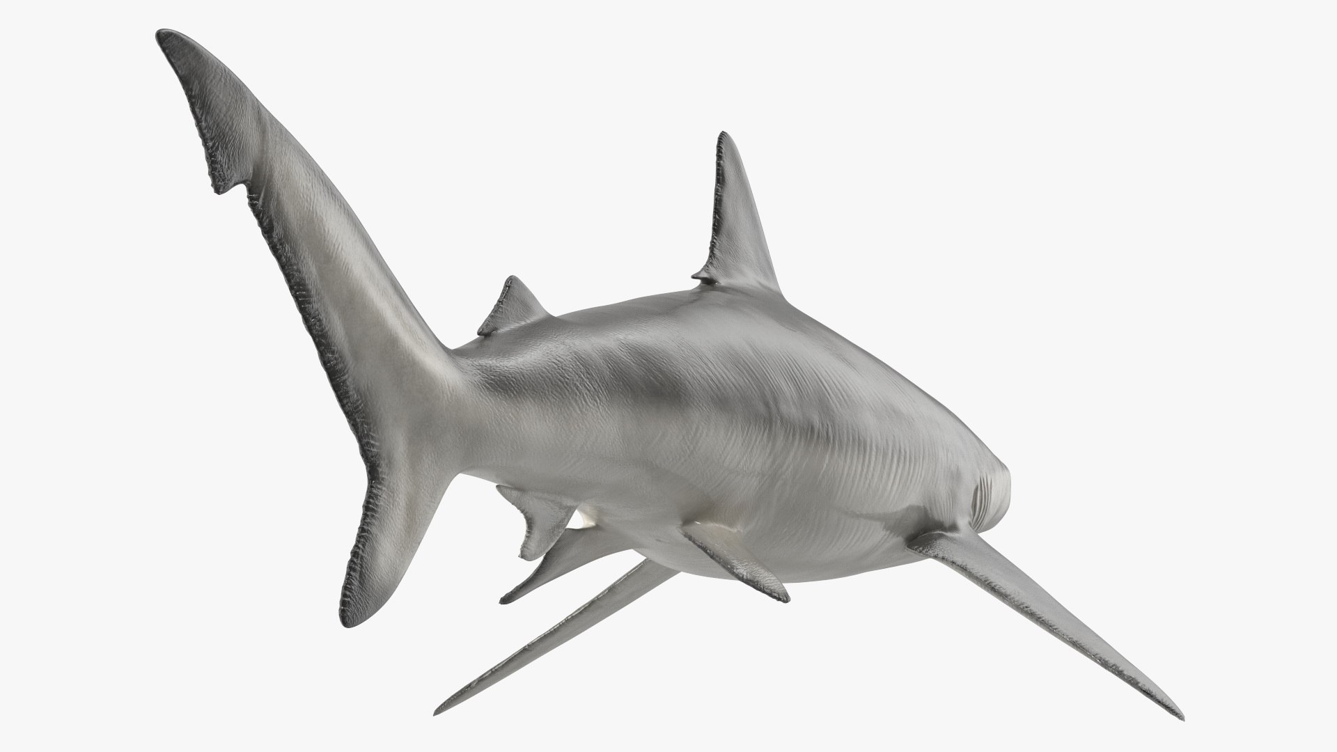 Realistic Smalltail Shark 3D Model - TurboSquid 2246813