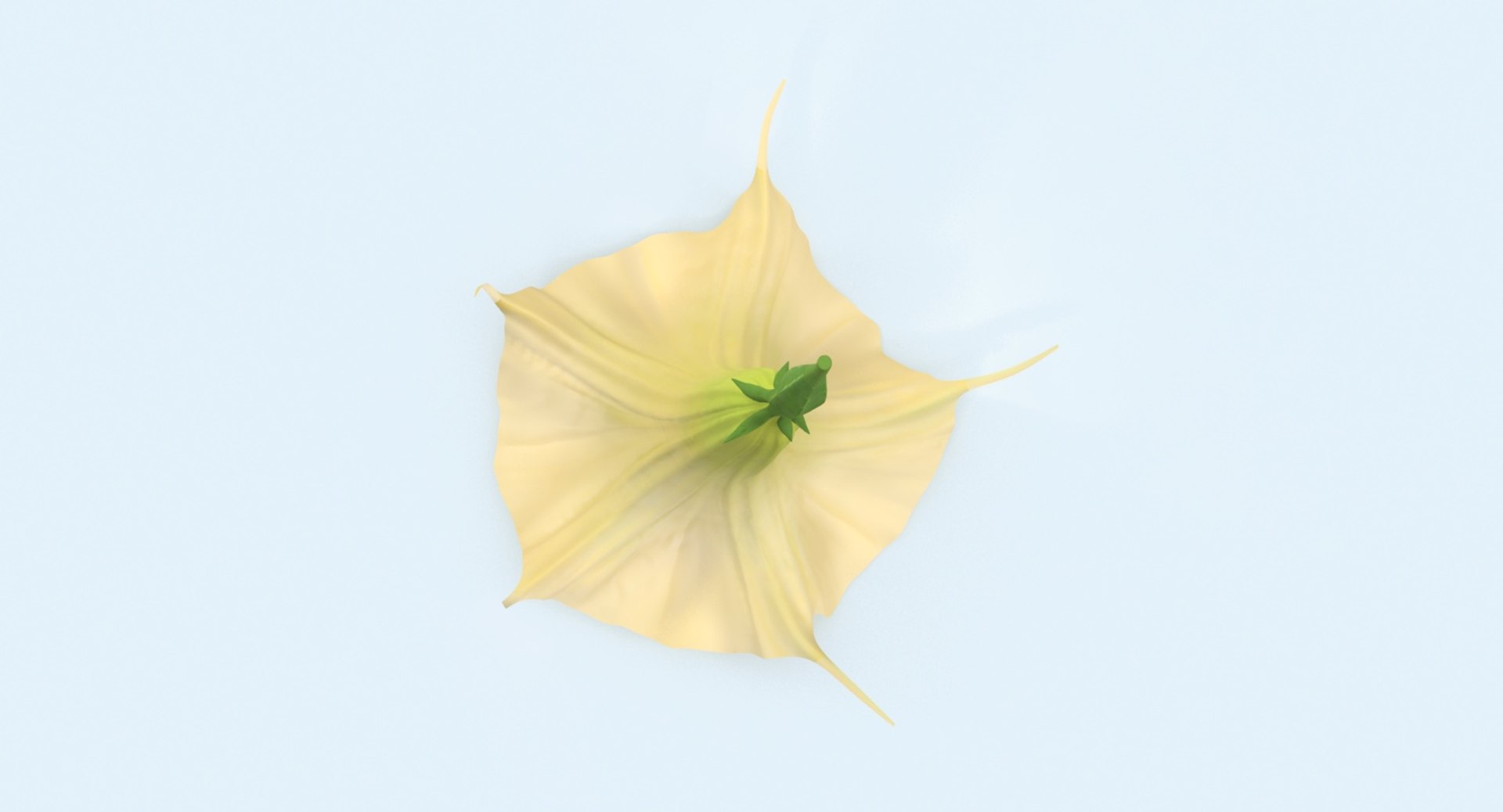 Angel-trumpet---single-no-stem Max