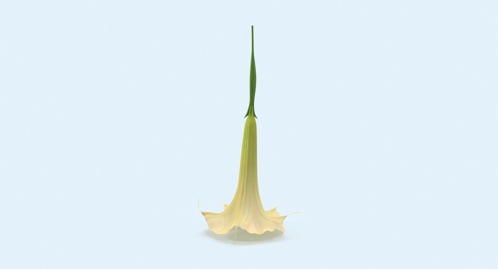 angel-trumpet---single-no-stem max